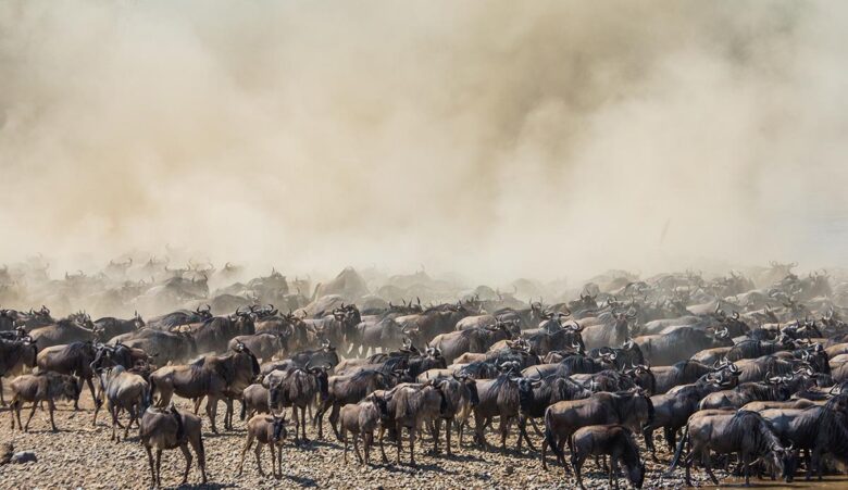 Great Wildebeest Migration - A Miracle of Nature